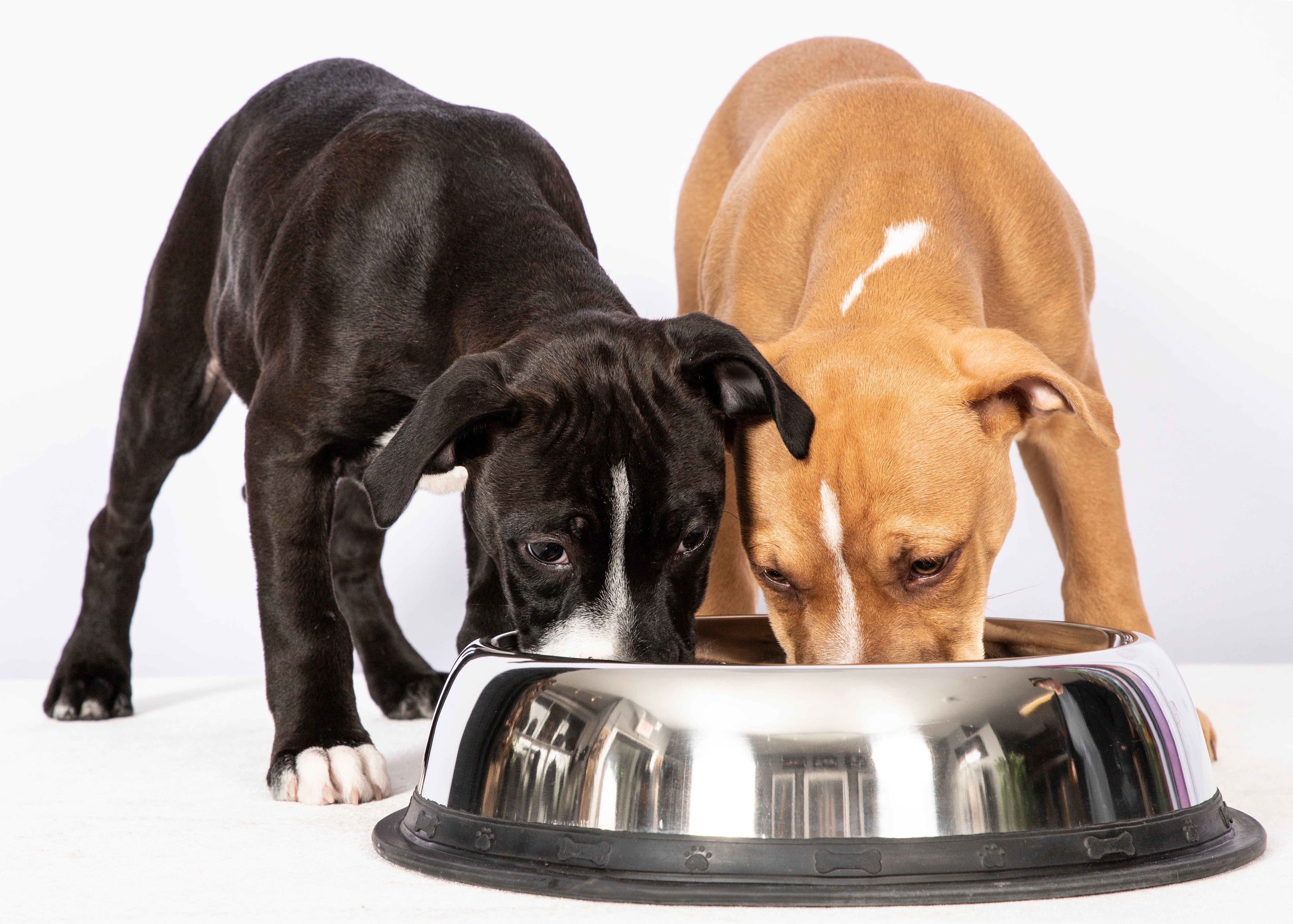ALL Stainless Bowls & Buckets – QT Dog ~ Quality Pet Products